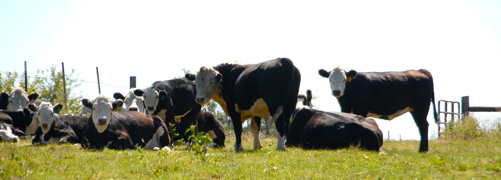 About Longview Farms